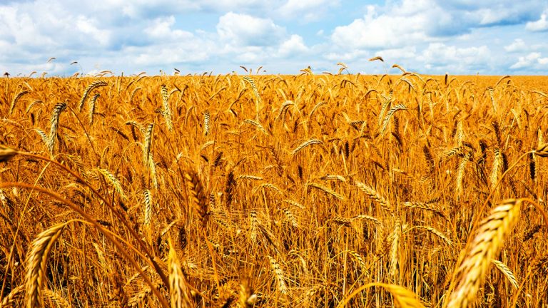 The Story of Wheat - Lesson Plan - KET Education